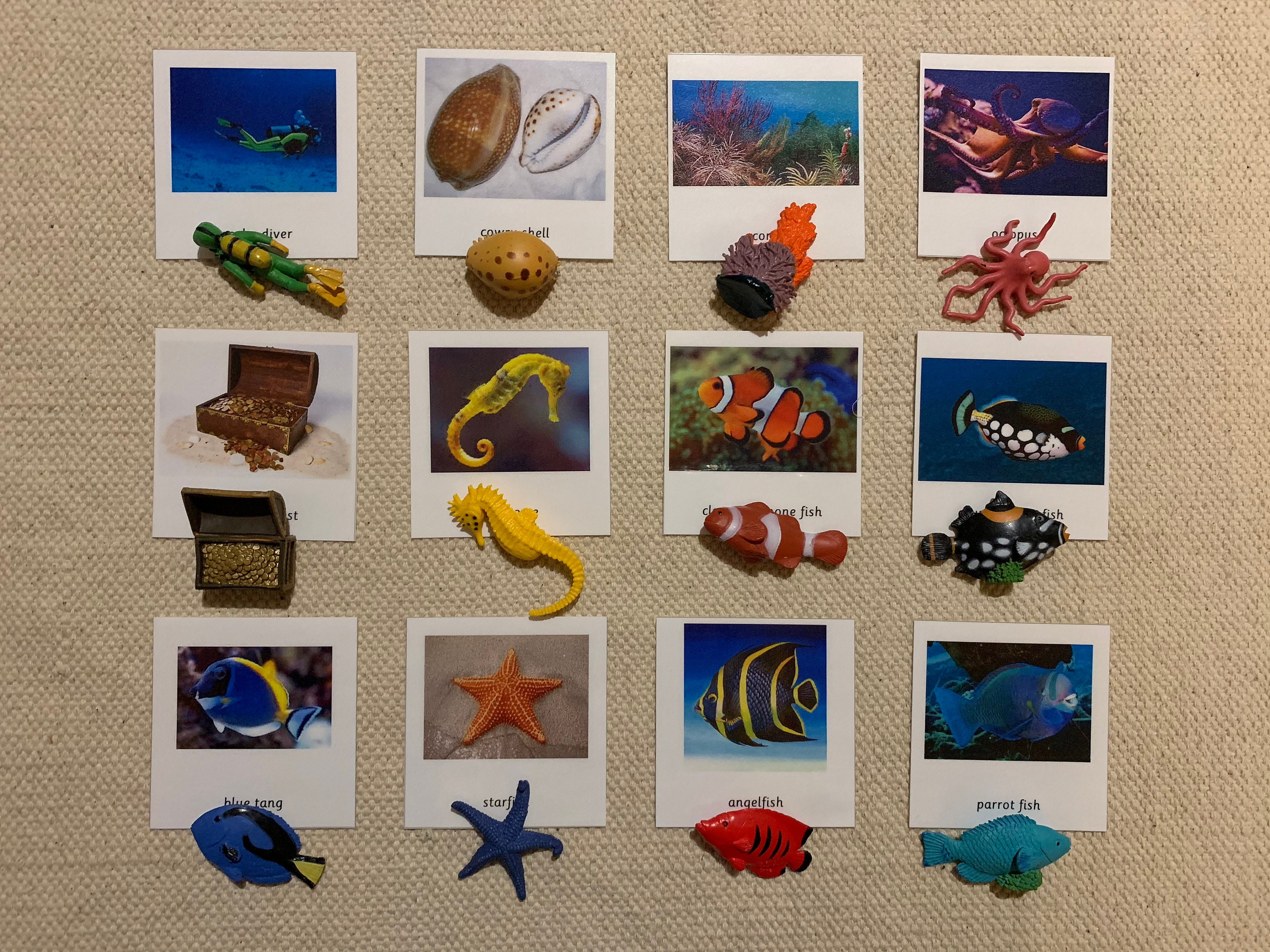 Montessori Coral Reef 3 Parts Cards With Miniatures - Etsy