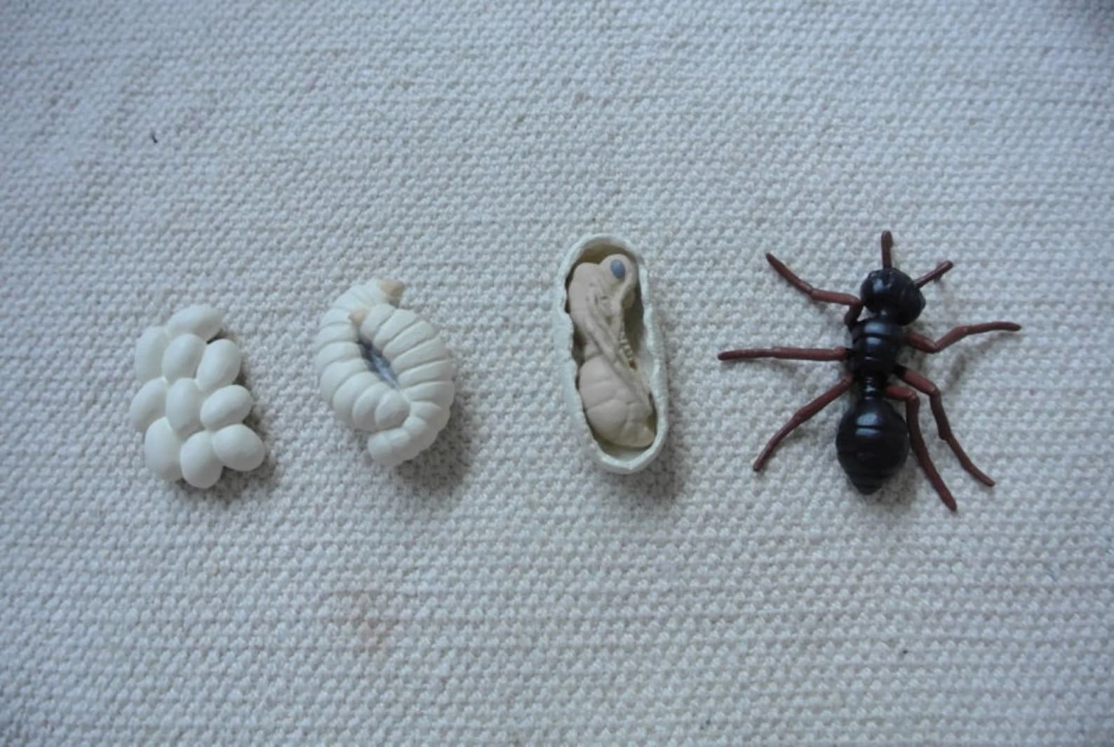 Montessori Life Cycle of an Ant 5 Parts Cards With Miniatures - Etsy