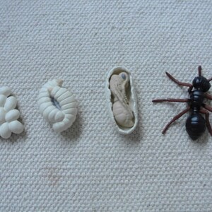 Montessori Life Cycle of an Ant 5 Parts Nomenclature Flash Cards ...