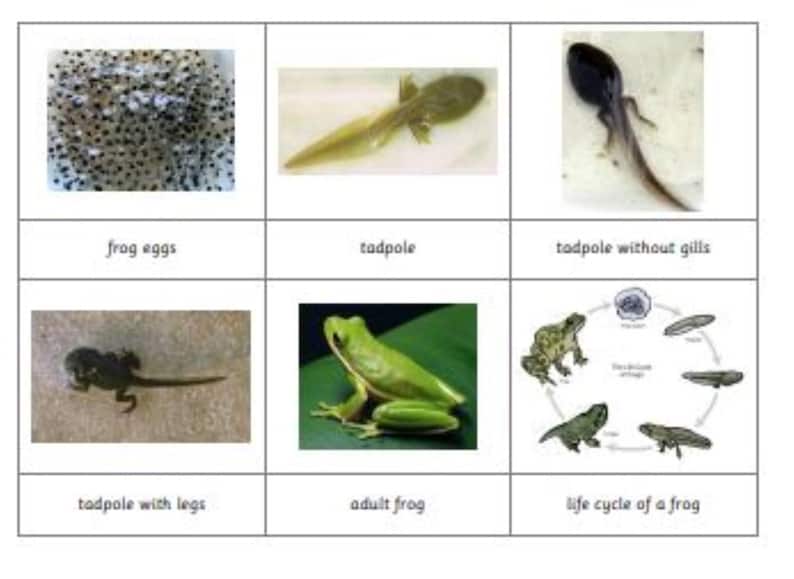 Montessori Frog Life Cycle 5 Parts Cards Digital Download - Etsy