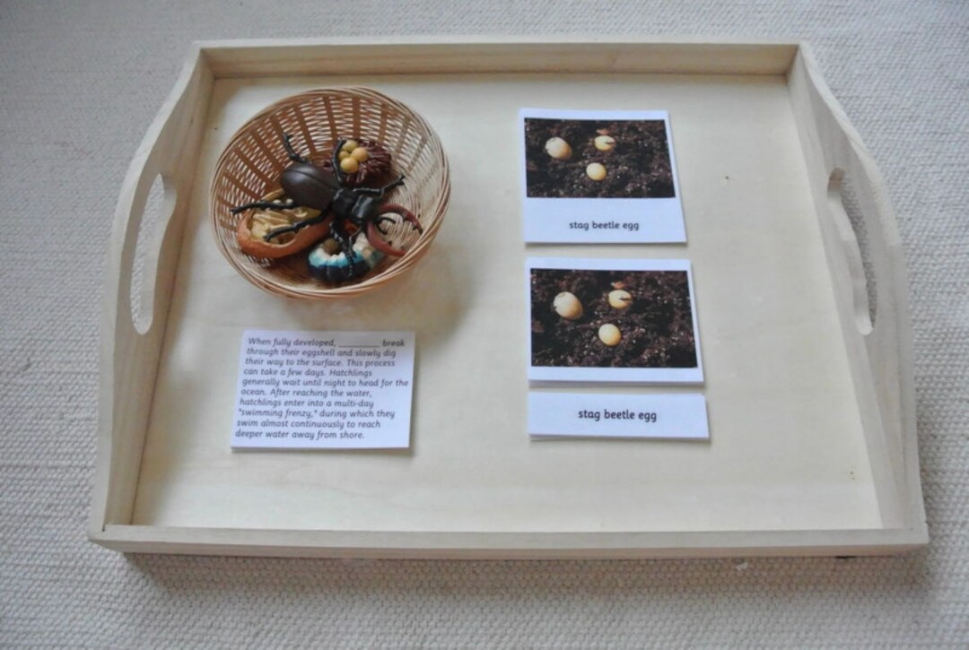 Montessori Stag Beetle Life Cycle 5 Parts Nomenclature Flash Cards ...