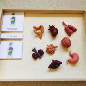 Montessori Human Anatomy Human Organs 5 Parts Cards With Miniatures ...