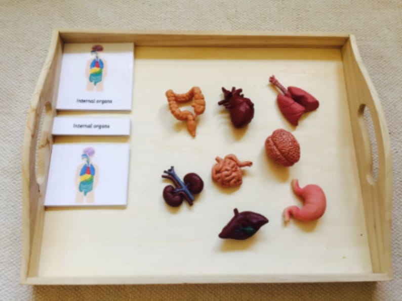 Montessori Human Anatomy Human Organs 5 Parts Cards With - Etsy