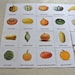 Montessori Common Pumpkins 3 Parts Cards Homeschool Classroom ...