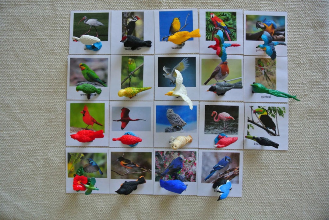 Montessori Common Backyard Birds Exotic Birds 3 Parts Nomenclature ...