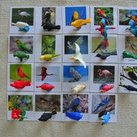 Birds Flashcards | Types of Birds 3-PART Cards | REAL PICTURES | All ...