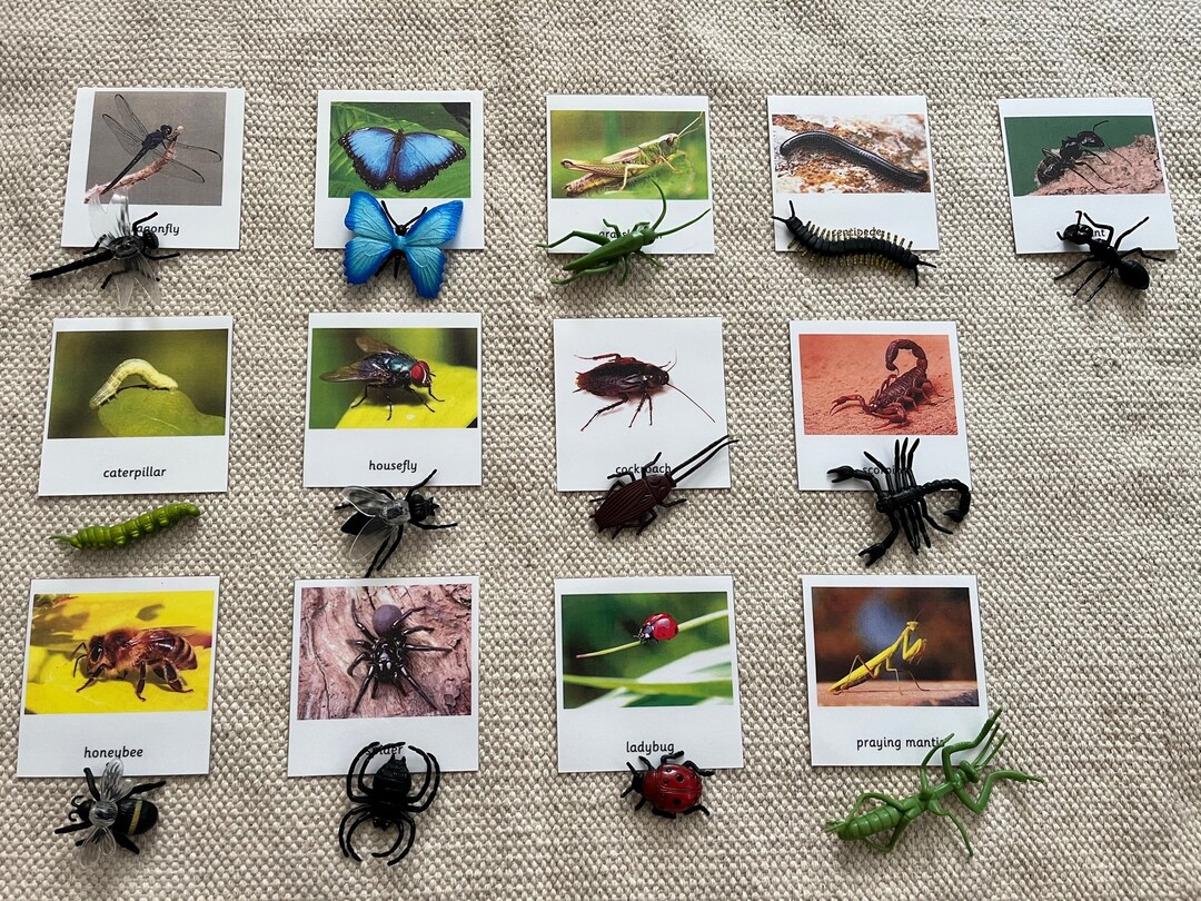 Montessori Common Insects Bugs 3 Parts Nomenclature Flash Cards With ...