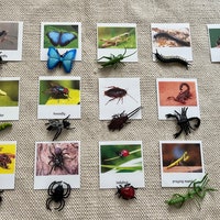 Montessori Insect 3 Part Cards - Etsy