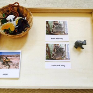 Montessori Knowing Australia 3 Parts Cards With Miniatures - Etsy