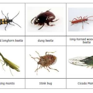 Montessori Common Bugs 3 Parts Cards - Etsy