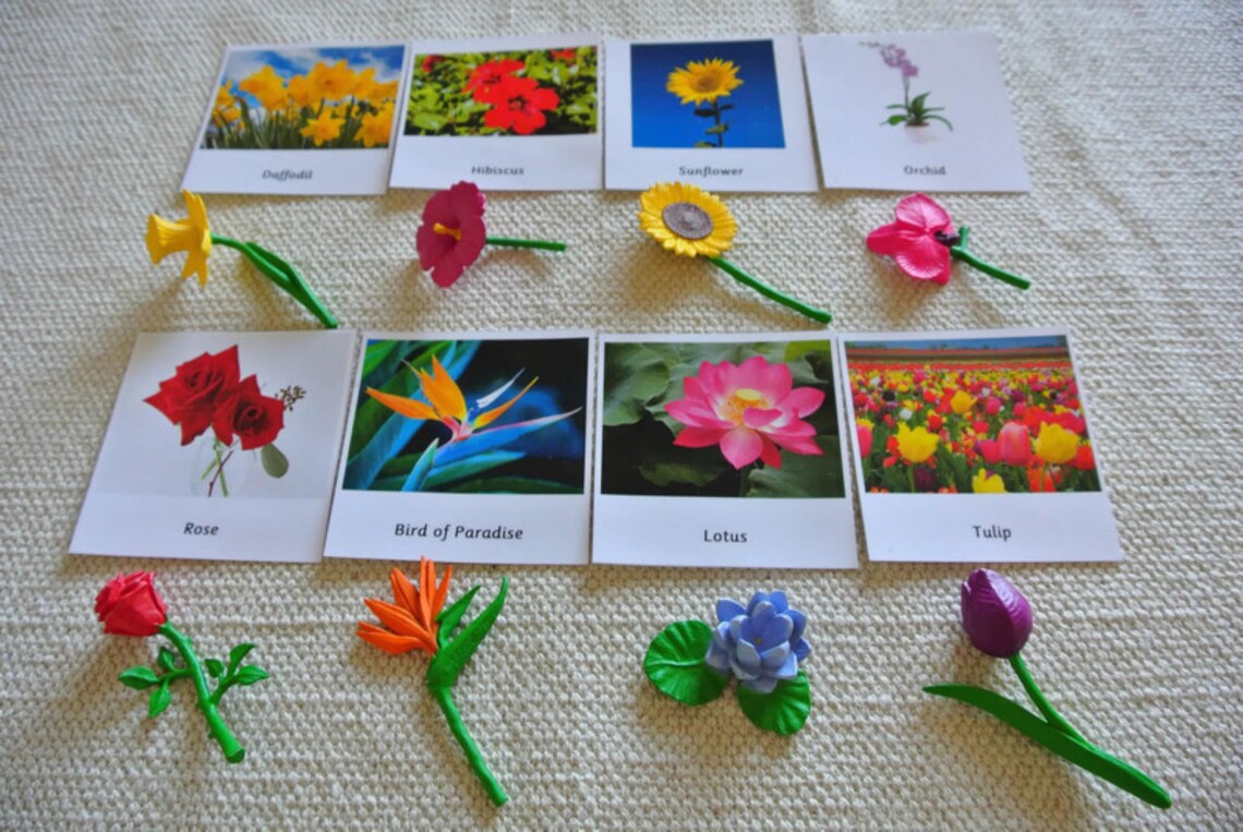 Montessori Common Flowers 3 Part Cards With Miniatures - Etsy