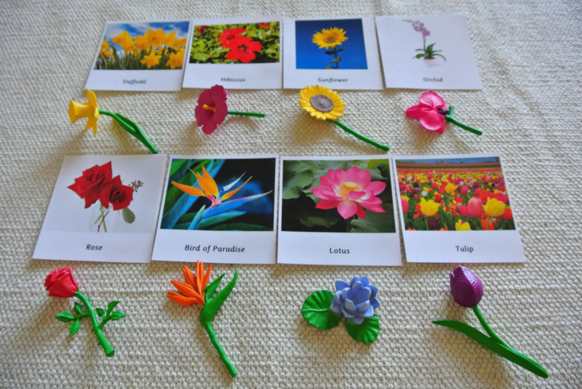 Montessori Common Flowers 3 Part Cards With Miniatures - Etsy