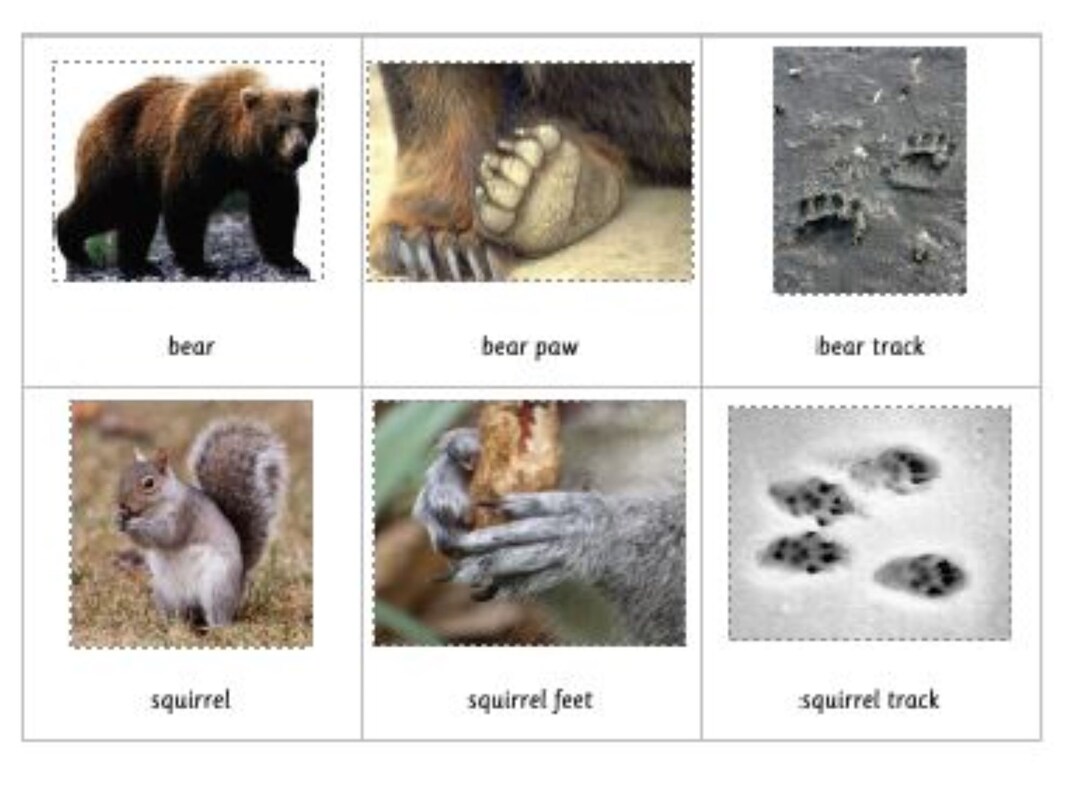 Montessori Inspired Animal Tracks 3 Part Cards Digital PDF Download ...