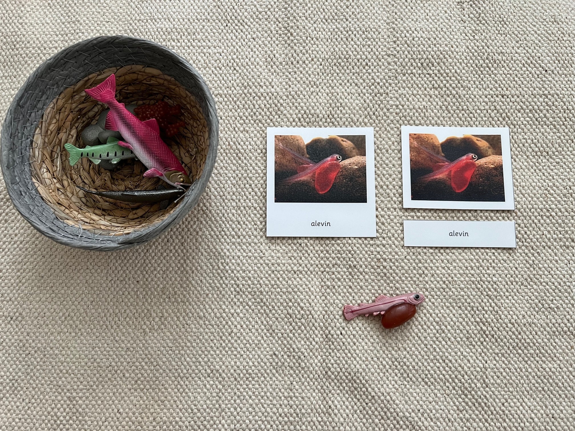 Montessori Life Cycle of A Salmon 5 Parts Nomenclature Cards Miniatures ...