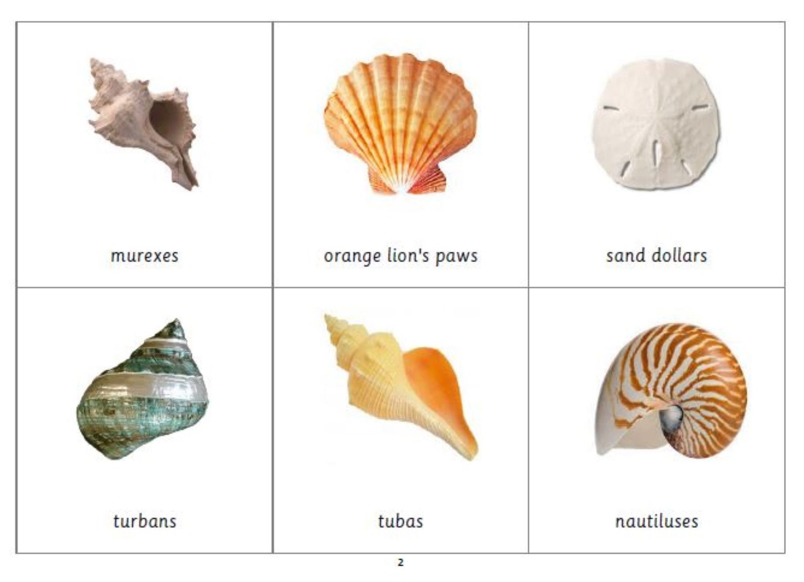 Montessori Seashells 3 Parts Cards Digital PDF Download Printable ...