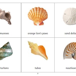Montessori Seashells 3 Parts Cards Digital PDF Download Printable ...