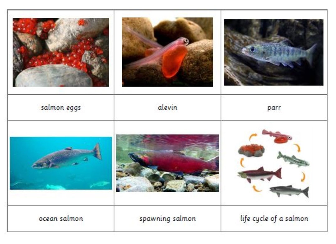 Montessori Life Cycle of A Salmon 5 Parts Cards Digital PDF Download ...