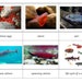 Montessori Life Cycle of A Salmon 5 Parts Cards Digital PDF Download ...