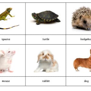 Montessori Common Pets 3 Parts Cards Digital PDF Download Printable ...