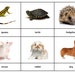 Montessori Common Pets 3 Parts Cards Digital PDF Download Printable ...