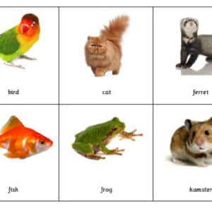 Montessori Common Pets 3 Parts Cards Digital PDF Download Printable ...