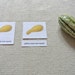 Montessori Common Pumpkins 3 Parts Cards Homeschool Classroom ...