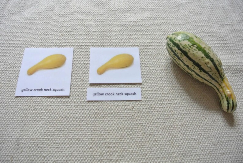 Montessori Common Pumpkins 3 Parts Cards | Etsy