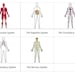 Montessori Human Anatomy Human Organs 5 Parts Cards Digital PDF ...