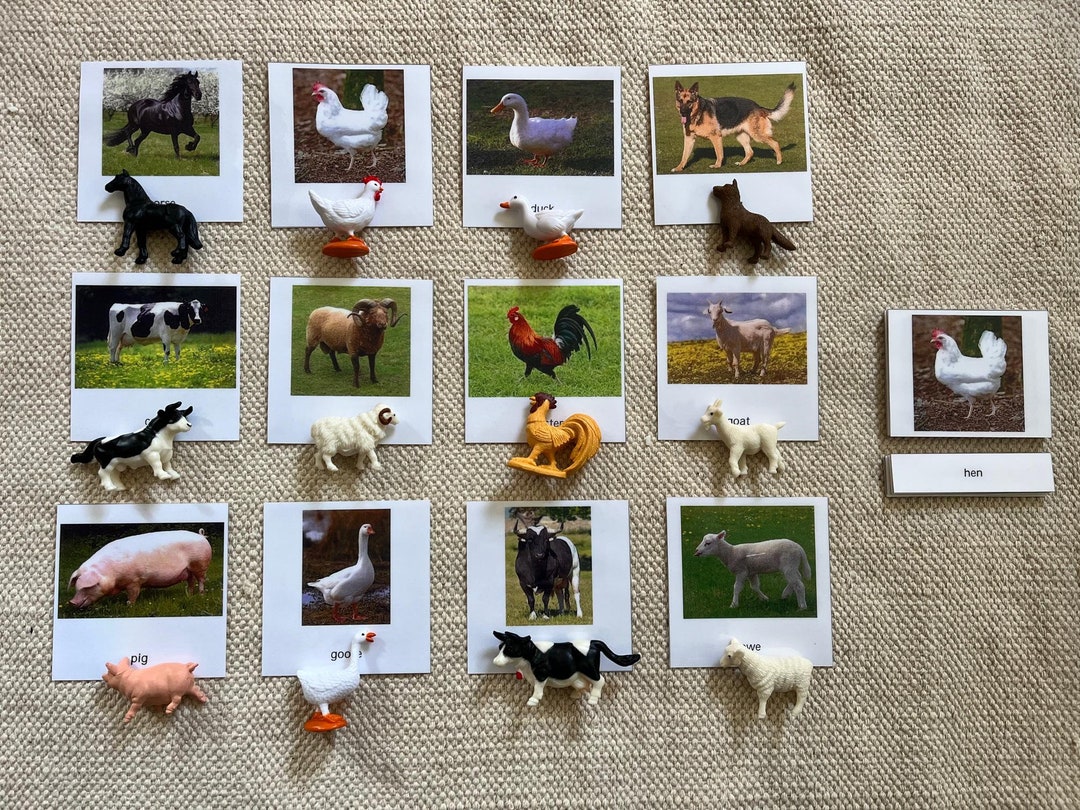 Montessori Common Farm Barn Animals 3 Parts Nomenclature Flash Cards ...