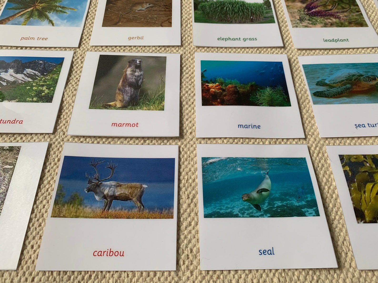 Montessori Biomes of the World 5 Part Cards Digital Download Printable ...