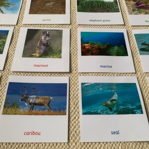 Montessori Biomes of the World 5 Part Cards Digital Download Printable ...