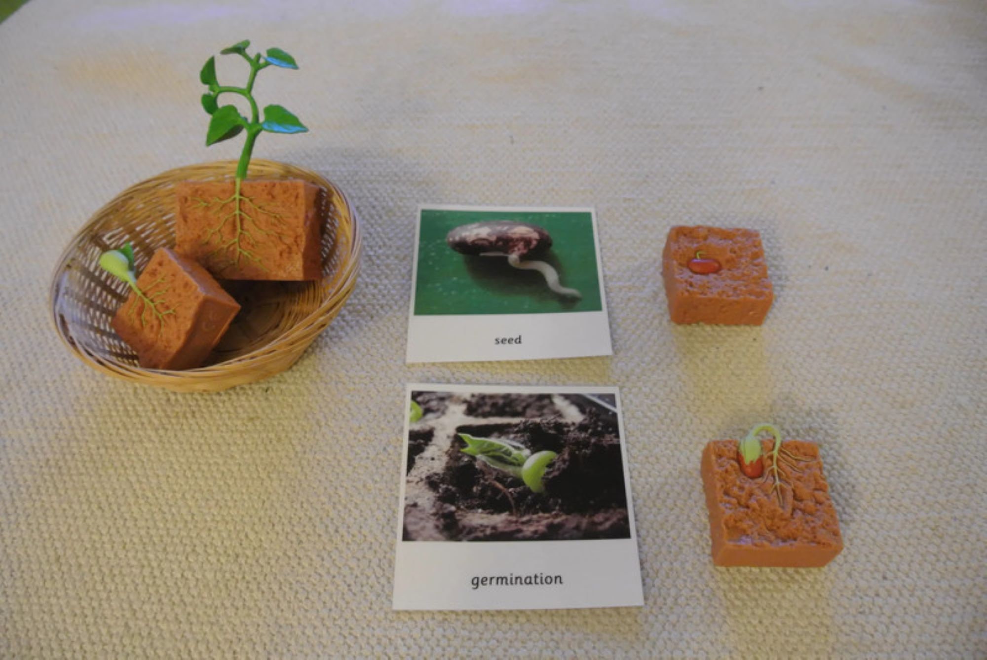 Montessori Life Cycle of A Green Bean Plant 5 Parts Nomenclature Flash ...