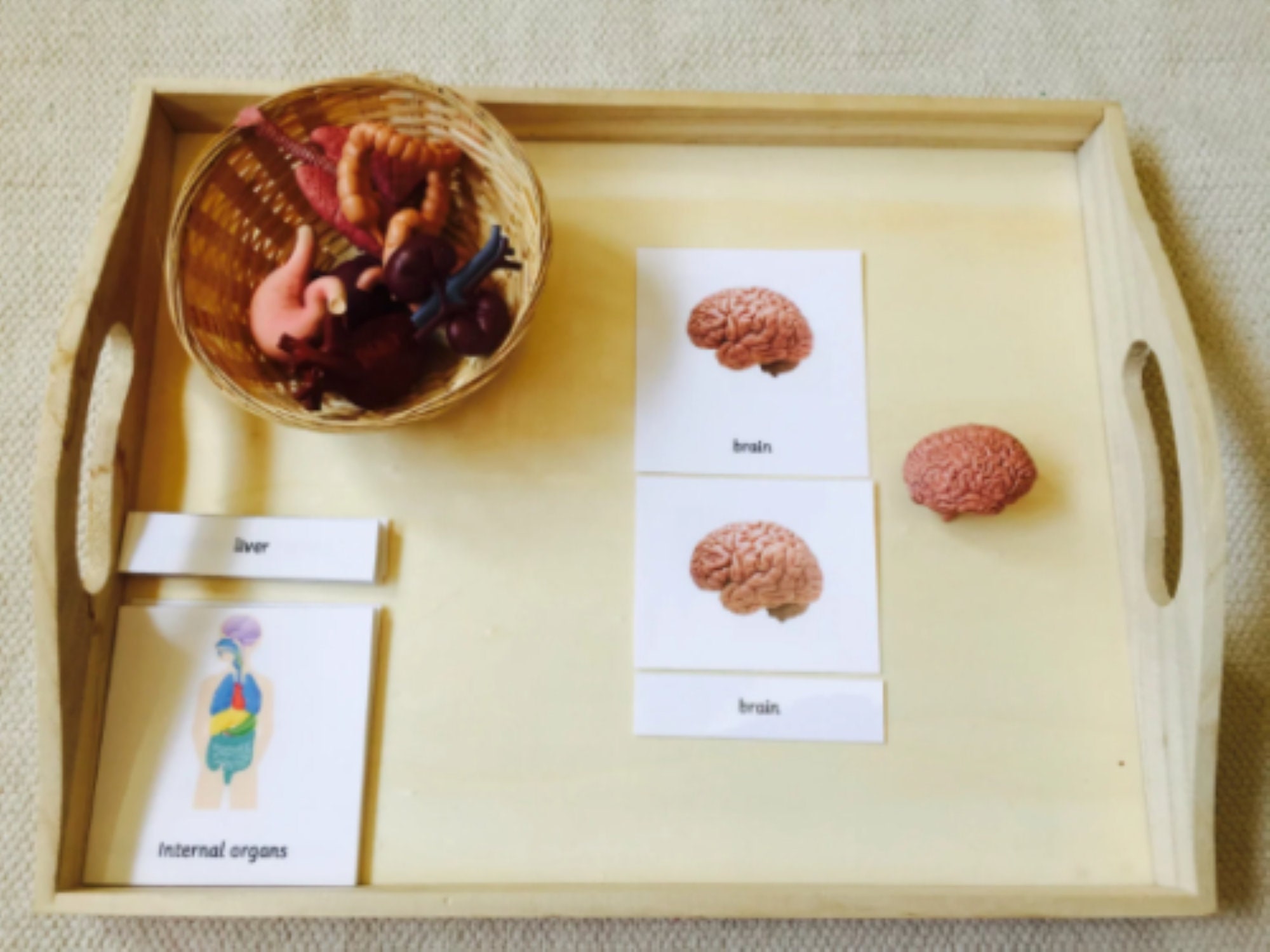Montessori Human Anatomy Human Organs Human Body Study 5 Parts Cards ...