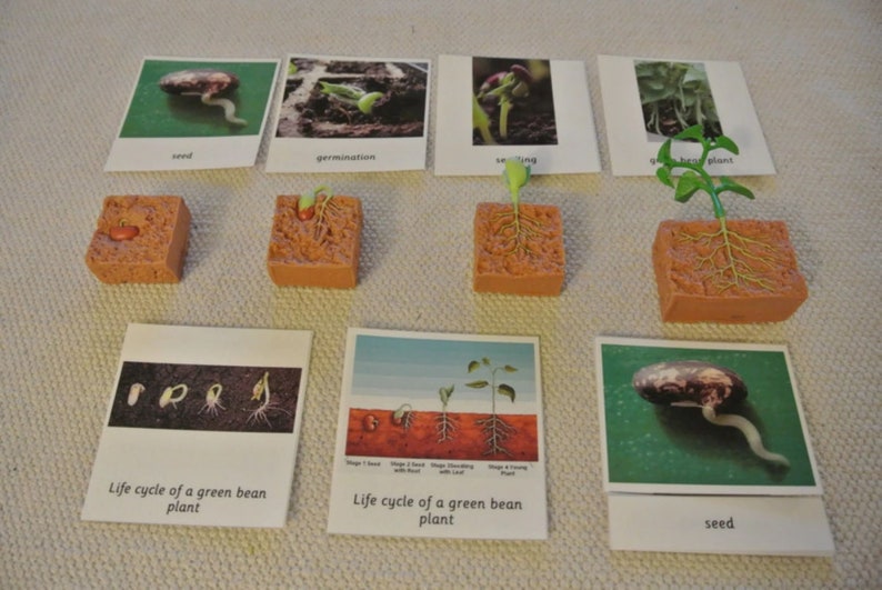 Montessori Life Cycle of A Green Bean Plant 5 Parts Nomenclature Flash ...