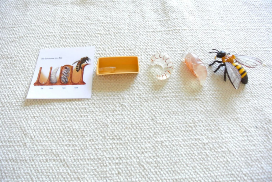 Montessori Honey Bee Life Cycle 5 Parts Nomenclature Flash Cards ...