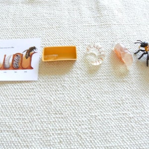 Montessori Life Cycle of a Honey Bee 5 Parts Cards With Miniatures ...