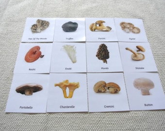 Montessori Common Pumpkins 3 Parts Cards | Etsy