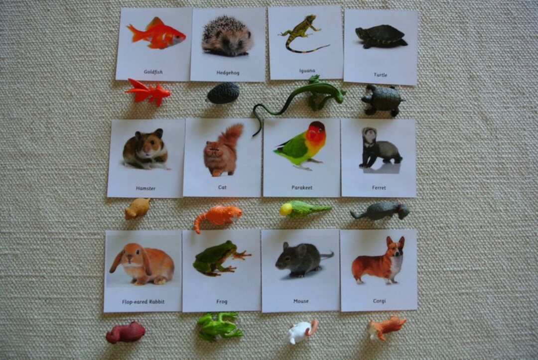 Montessori Common Pets 3 Part Cards With Miniatures Homeschool ...
