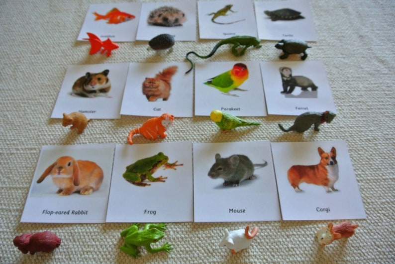 Montessori Common Pets 3 Part Cards With Miniatures - Etsy