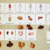 18 Montessori Body Parts / Human Anatomy and Organs / 3-piece Cards ...