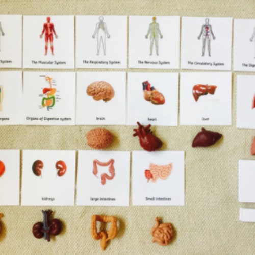 Female Reproductive System Busy Bundle Human Anatomy Printable | Etsy