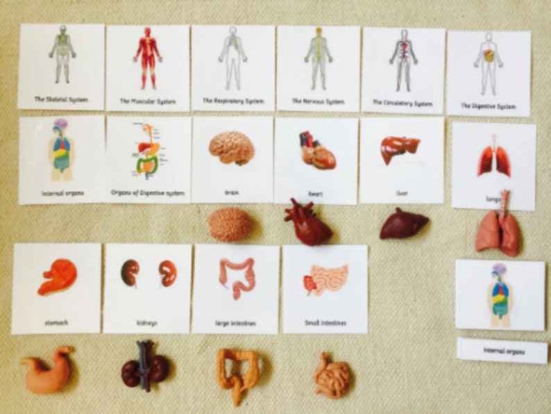 Montessori Human Anatomy Human Organs Human Body Study 5 Parts Cards ...