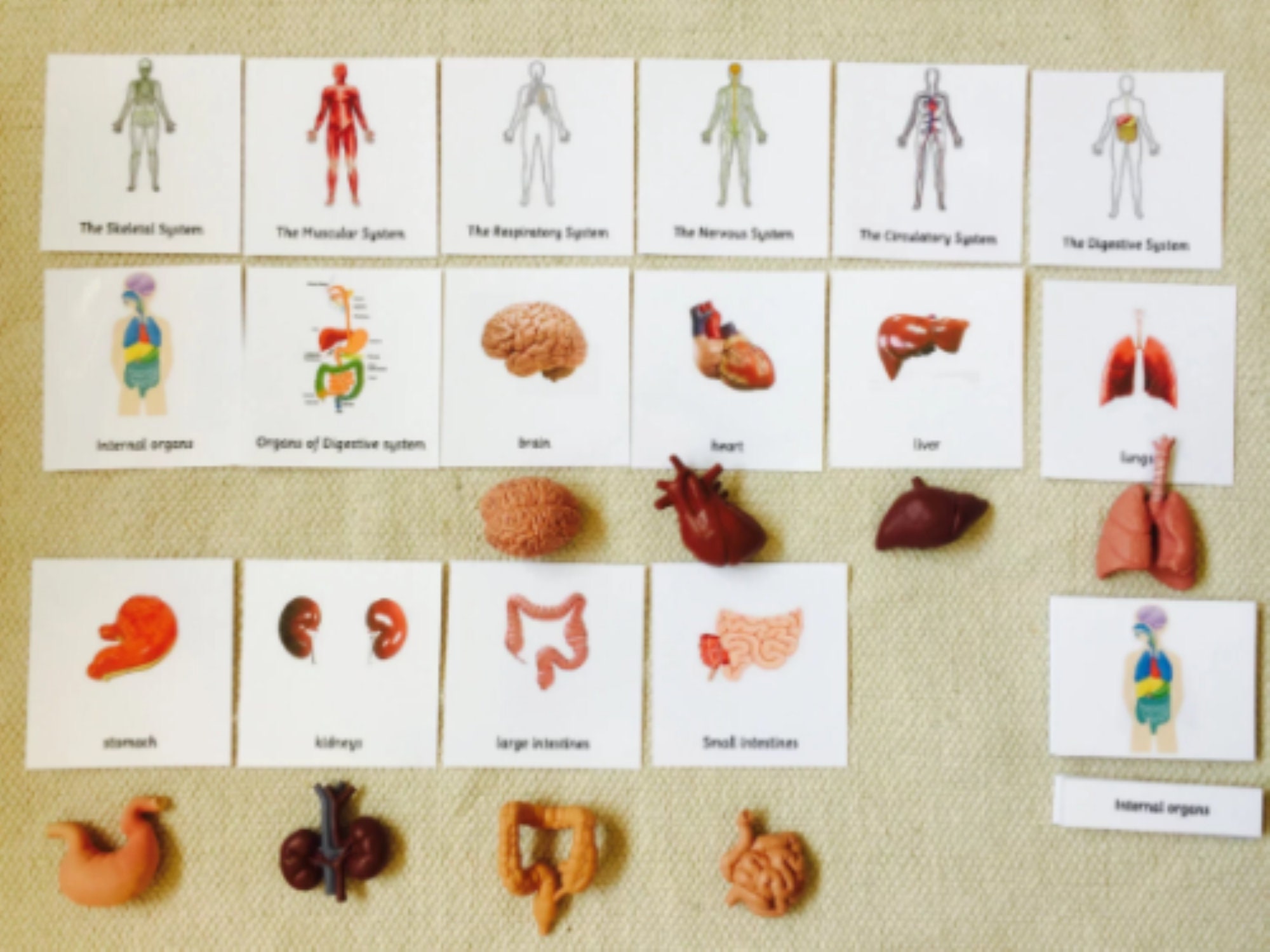 Montessori Human Anatomy Human Organs 5 Parts Cards With | Etsy