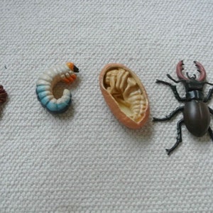 Montessori Life Cycle of A Stag Beetle 5 Parts Cards With Miniatures ...