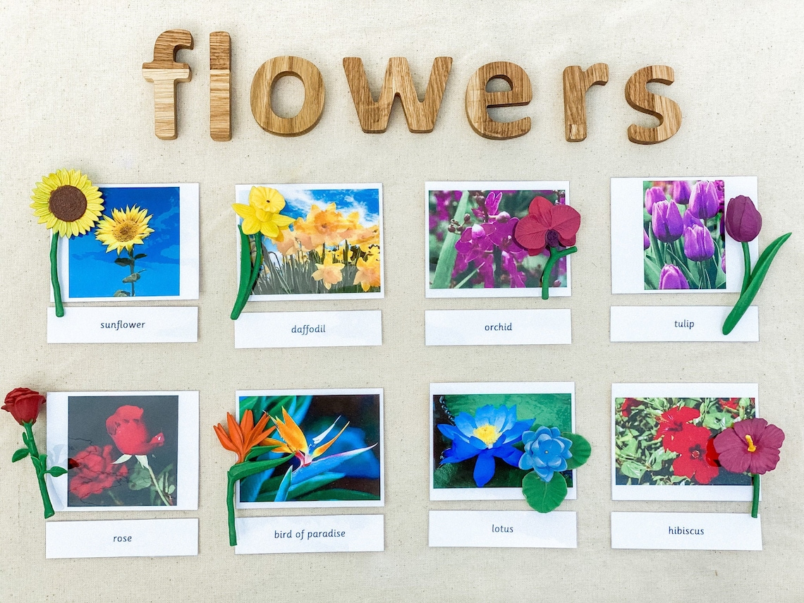 Montessori Common Flowers 3 Part Cards With Miniatures - Etsy