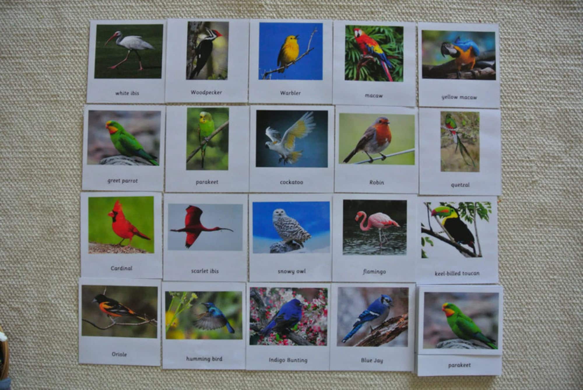 Montessori Common Backyard Birds Exotic Birds 3 Parts Nomenclature ...