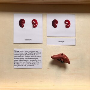 Montessori Human Anatomy Human Organs Human Body Study 5 Parts Cards ...