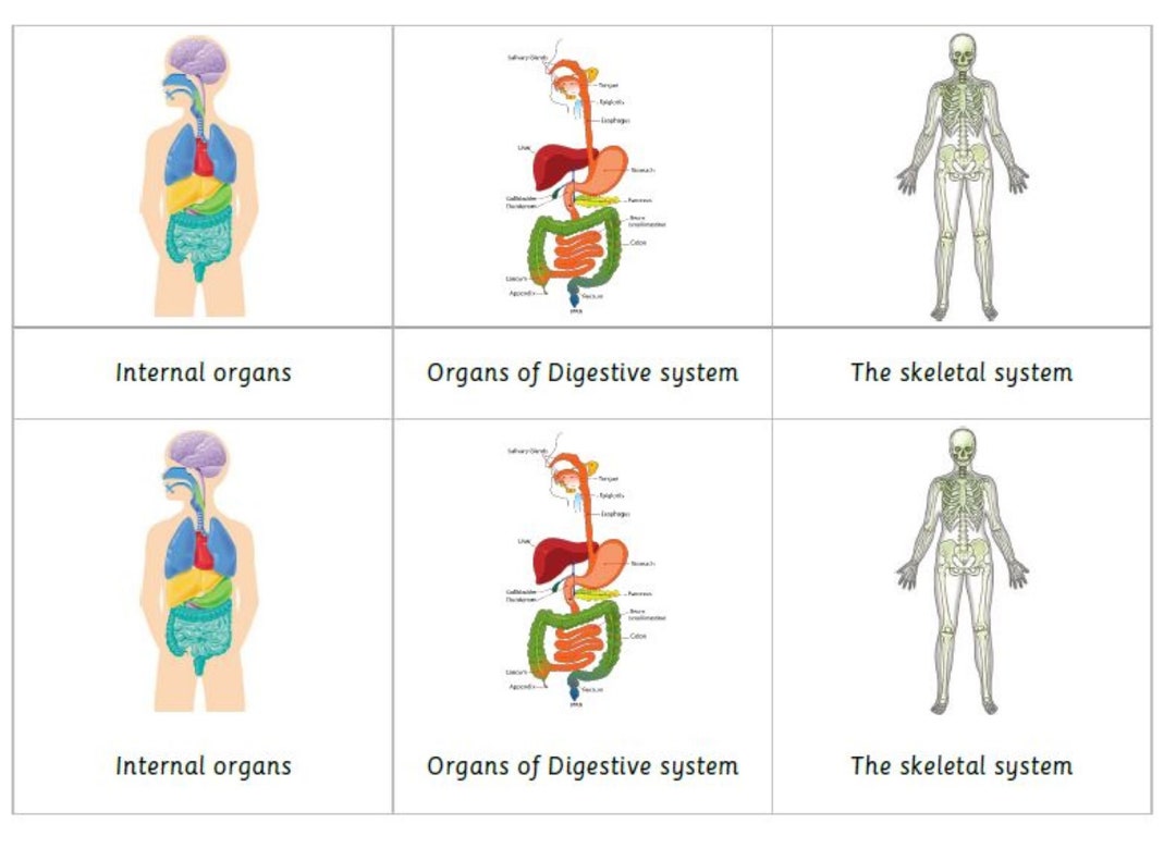 Montessori Human Anatomy Human Organs 5 Parts Cards Digital PDF ...