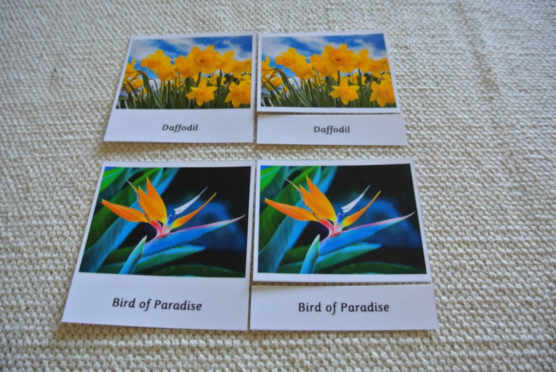 Montessori Common Flowers 3 Part Cards With Miniatures - Etsy