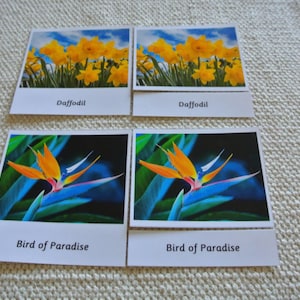 Montessori Common Flowers 3 Part Cards Miniatures Home School Classroom ...